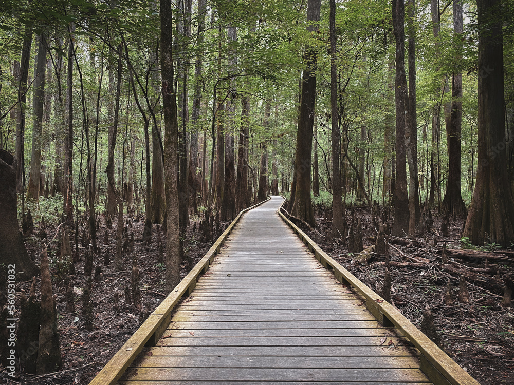 Poster Congaree National Park, South Carolina, Boardwalk Loop, an ...