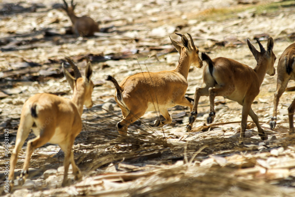 Group of Young Dorcas gazelles (Gazella dorcas) running together in the ...