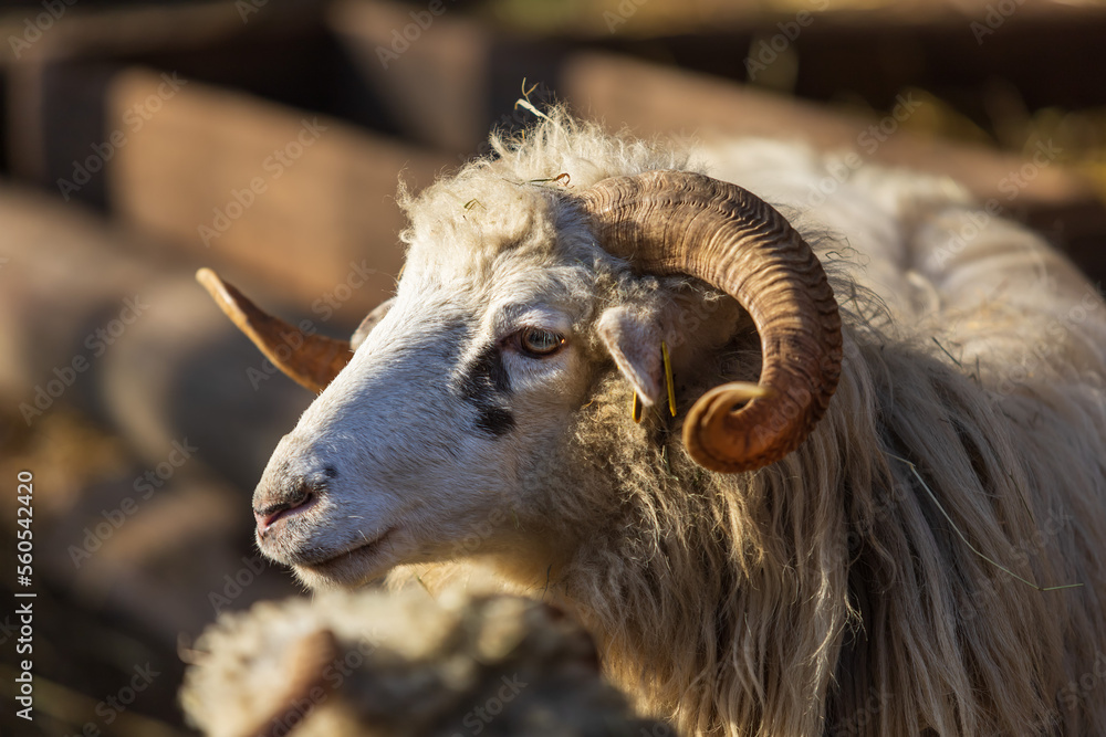 Wallachian sheep - a large ram with long fur and large horns. Stock ...