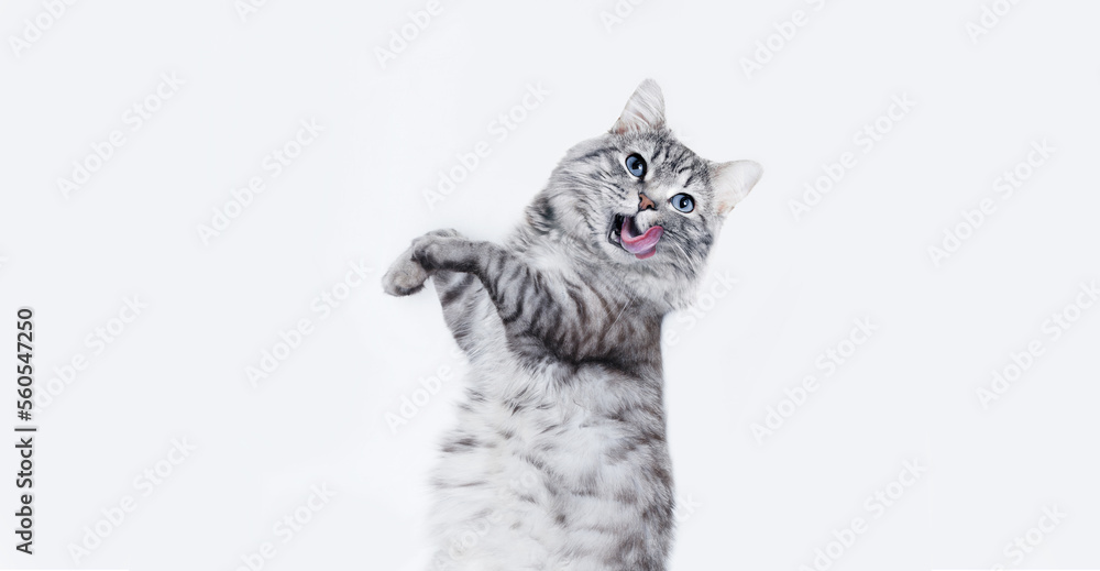 Portrait of jumping happy cat. Cute smiling dancing cat on white ...