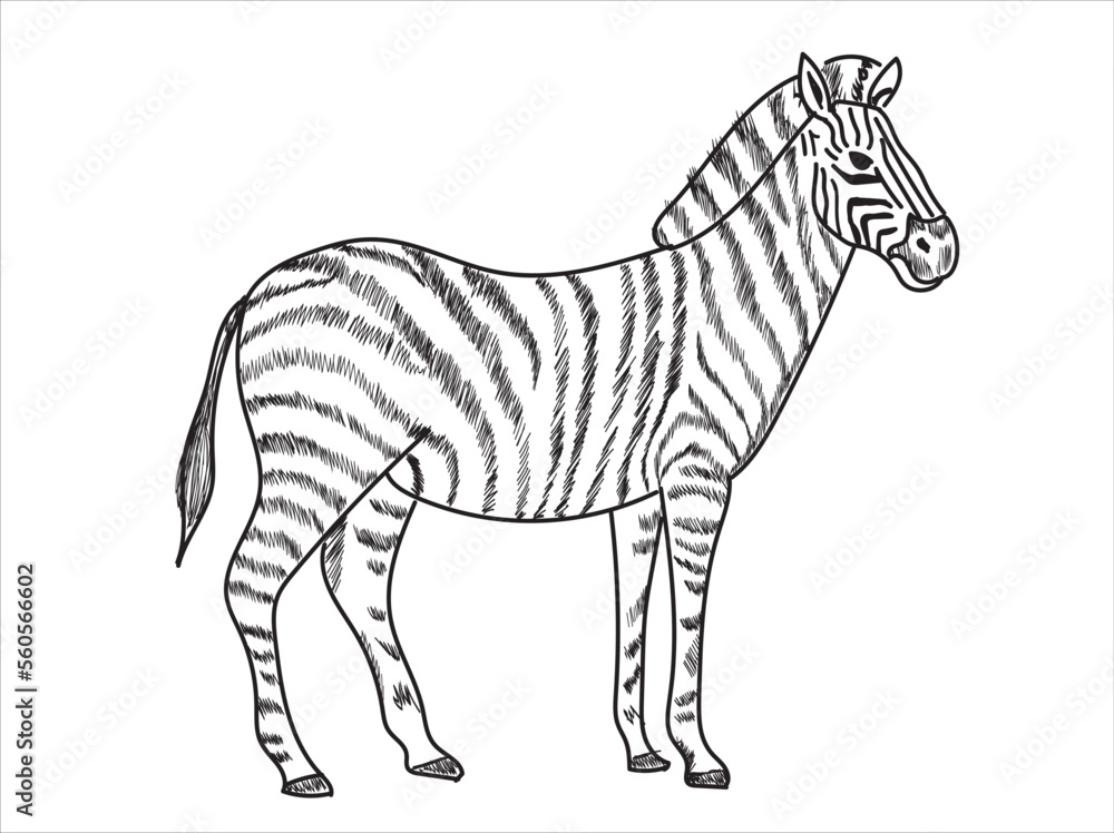 Zebra sketch drawing vector illustration Stock Vector | Adobe Stock
