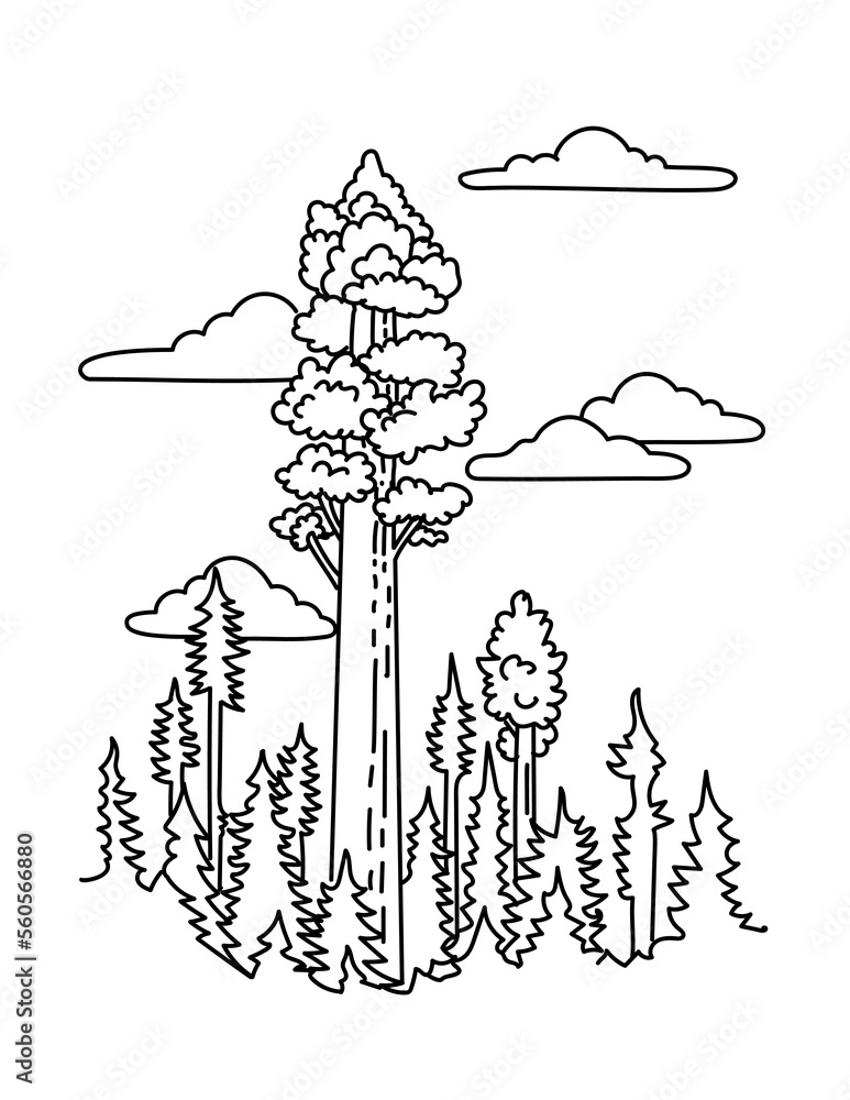 Mono line illustration of General Sherman tree in Sequoia National Park ...