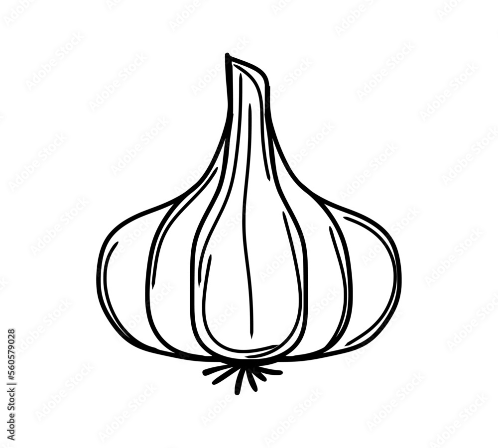 Garlic, whole head, freehand drawing, with a black stroke, on a ...