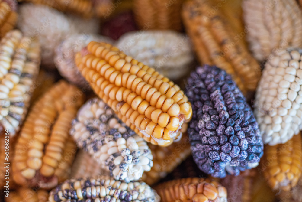Maíz de grano grande y colores de Perú, en puesto en mercado San Pedro ...