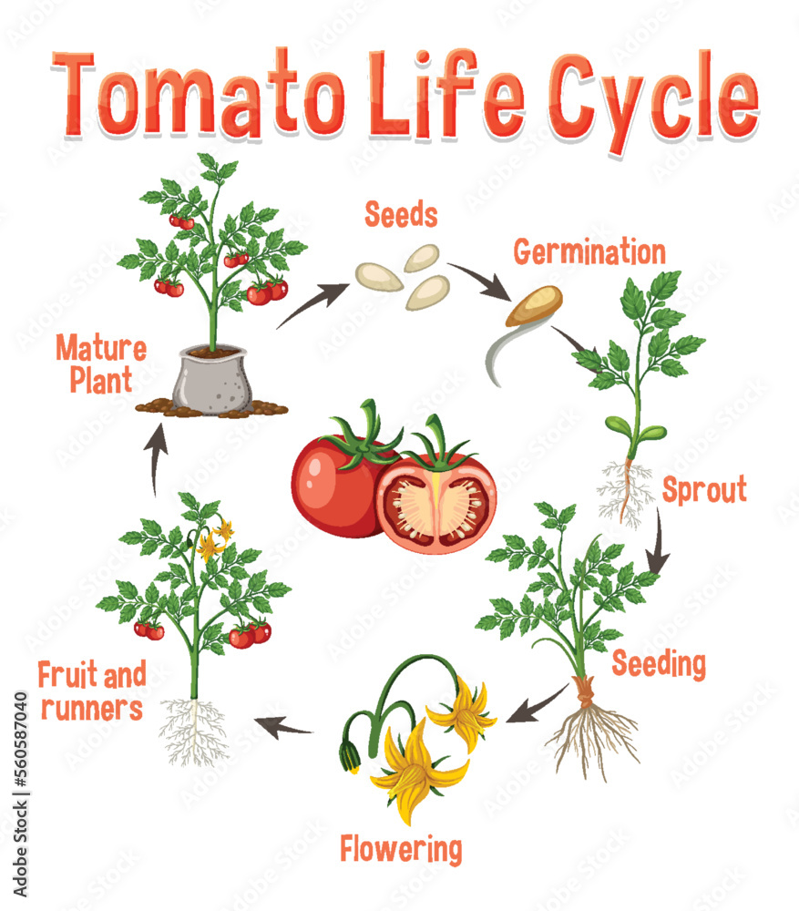 Life cycle of a tomato plant diagram Stock Vector | Adobe Stock