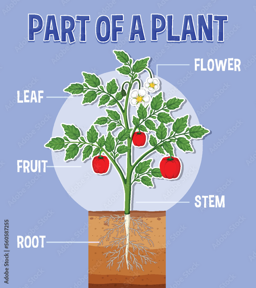 Diagram showing parts of a plant Stock Vector | Adobe Stock