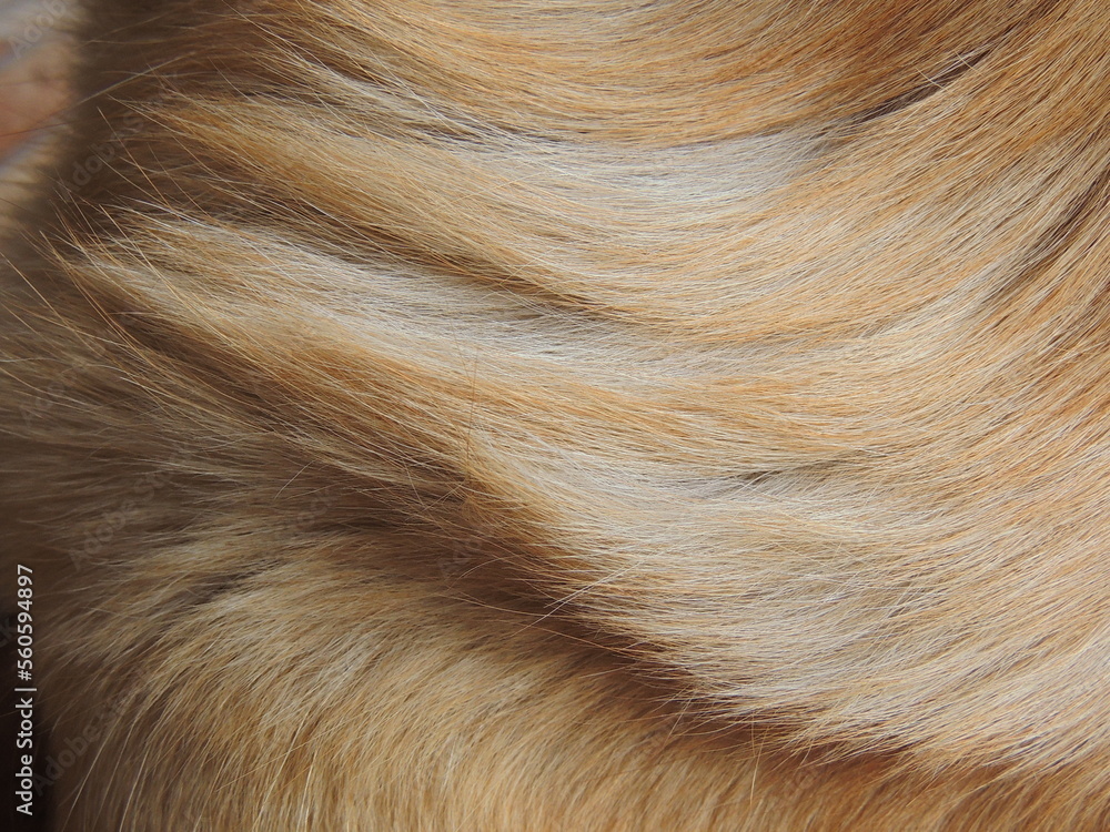 Close up de textura de suave pelaje lacio de perro dorado foto de Stock ...