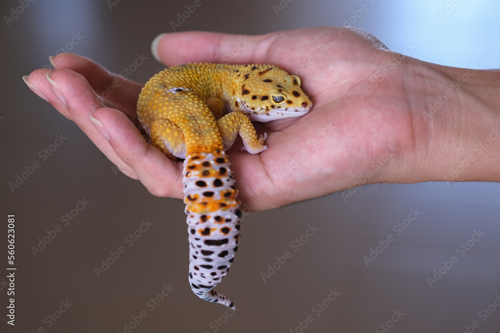 Cute tangerine skinned Afghan Leopard Gecko sleeping on a man's palm ...