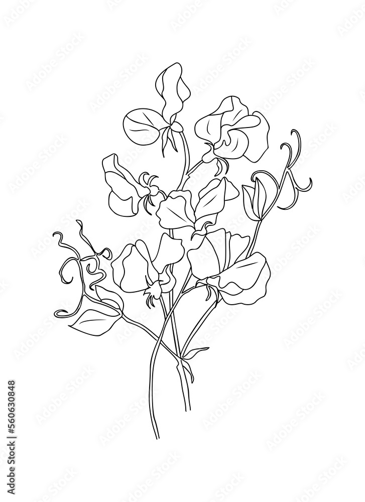 Birth month flower line art illustration, transparent background. Sweet ...