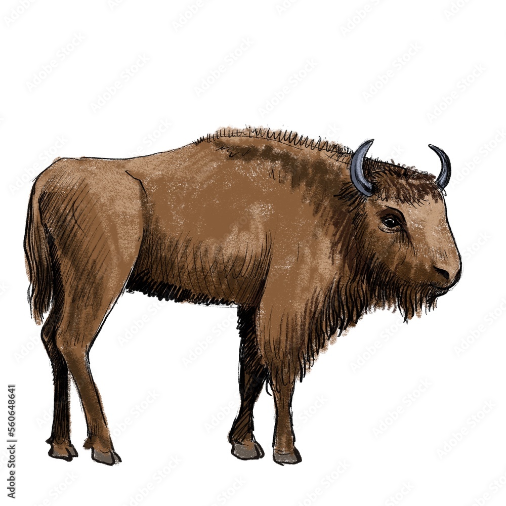 color drawing sketch of animal, European bison , wisent, hand drawn ...