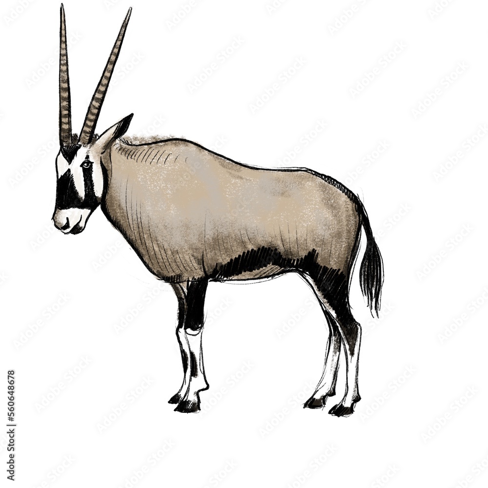 color drawing sketch of animal, East African oryx, hand drawn beisa ...