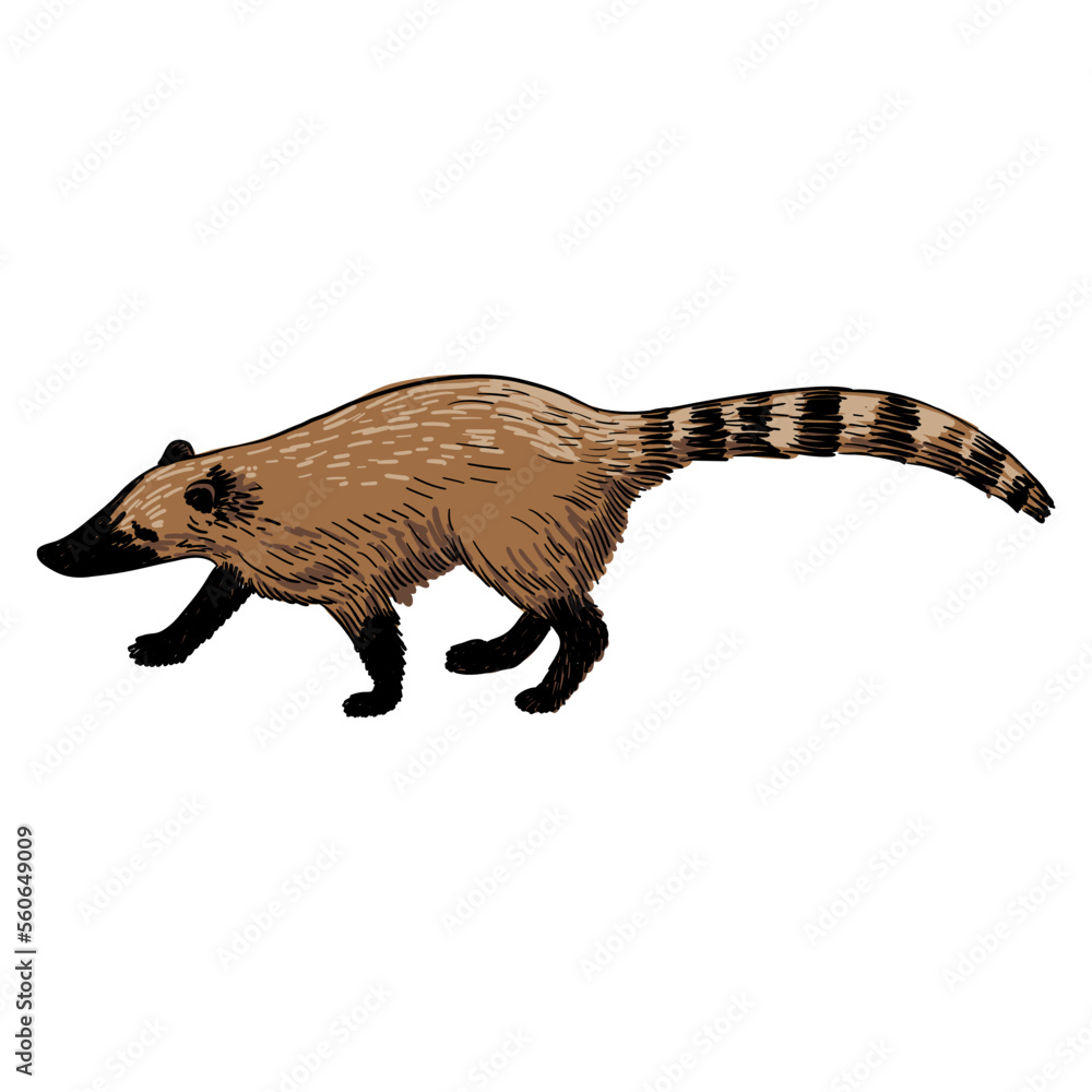 vector drawing sketch of animal, hand drawn ring-tailed coati, Lemur ...