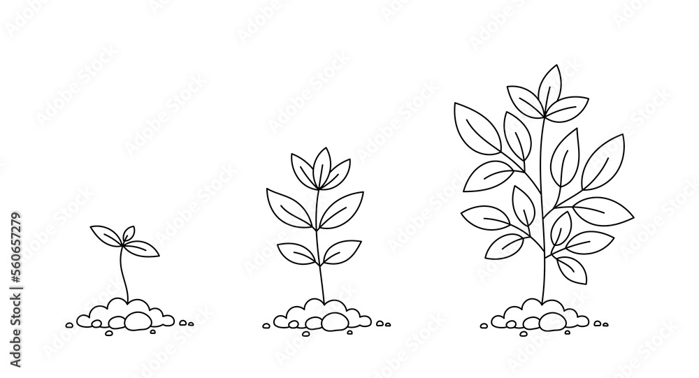Growth stages. Planting tree. Seedling development stage. Editable ...