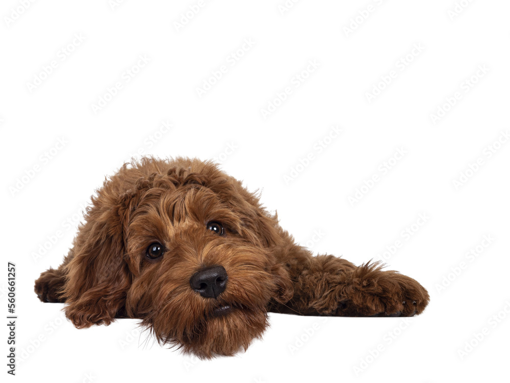 Adorable red Cobberdog aka Labradoodle dog puppy, laying down facing ...