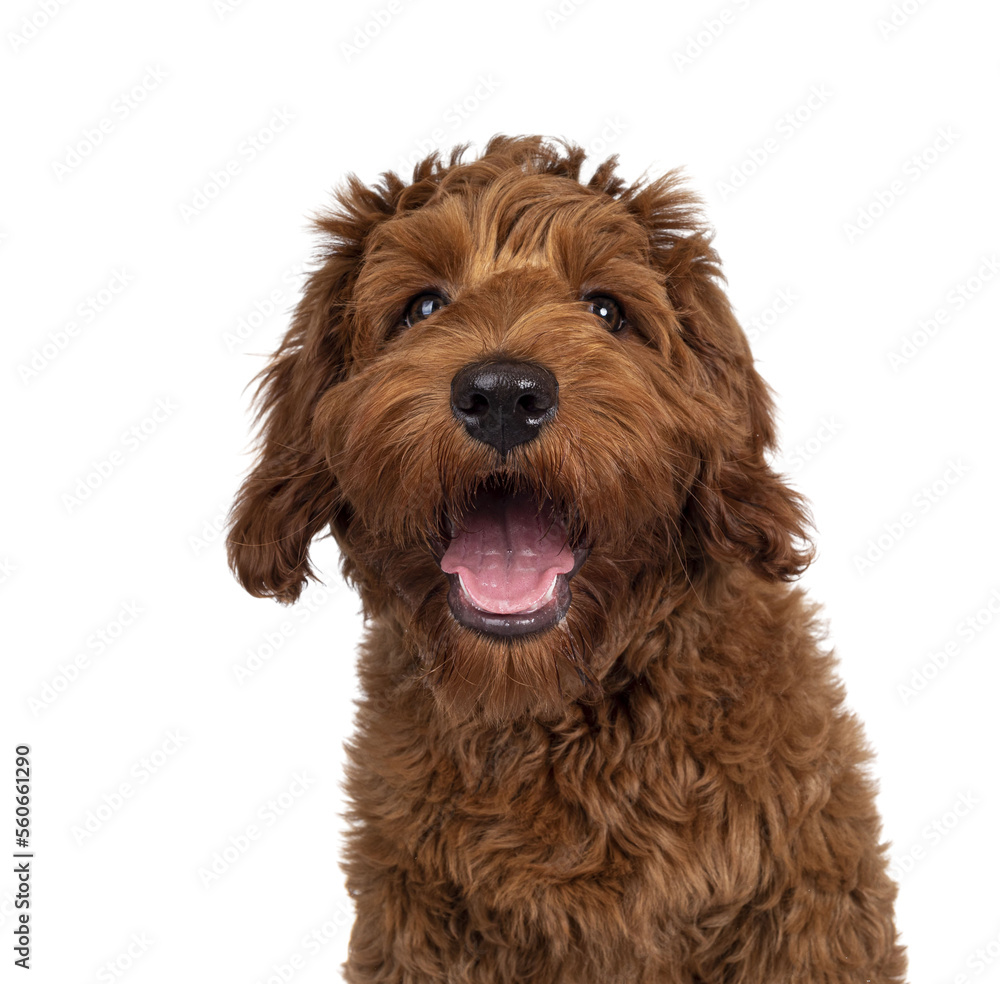 Head shot of adorable red Cobberdog aka Labradoodle dog puppy, sitting ...