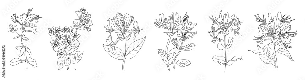 Honeysuckle Flower Line Drawing