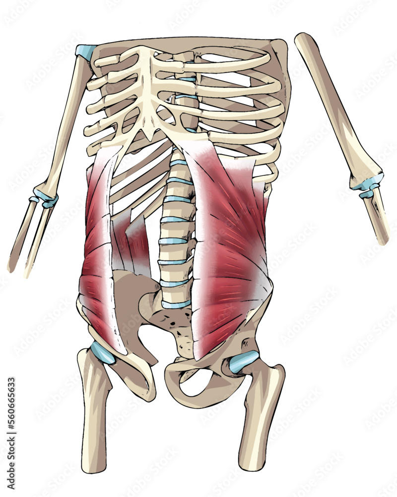 dibujo músculo oblicuo interno Stock Vector | Adobe Stock