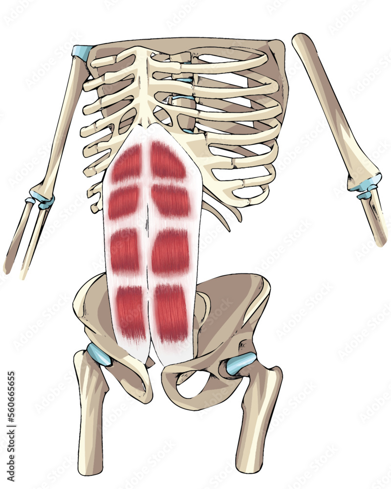 dibujo músculo recto abdominal Stock Vector | Adobe Stock