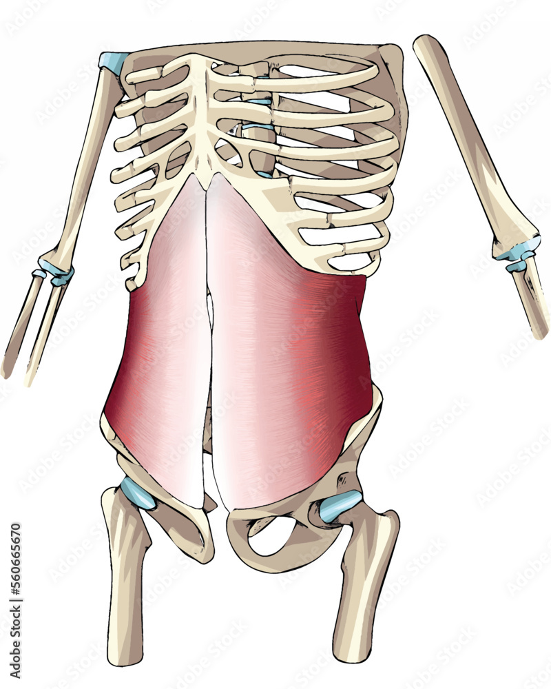 dibujo múculo transverso abdominal Stock Vector | Adobe Stock