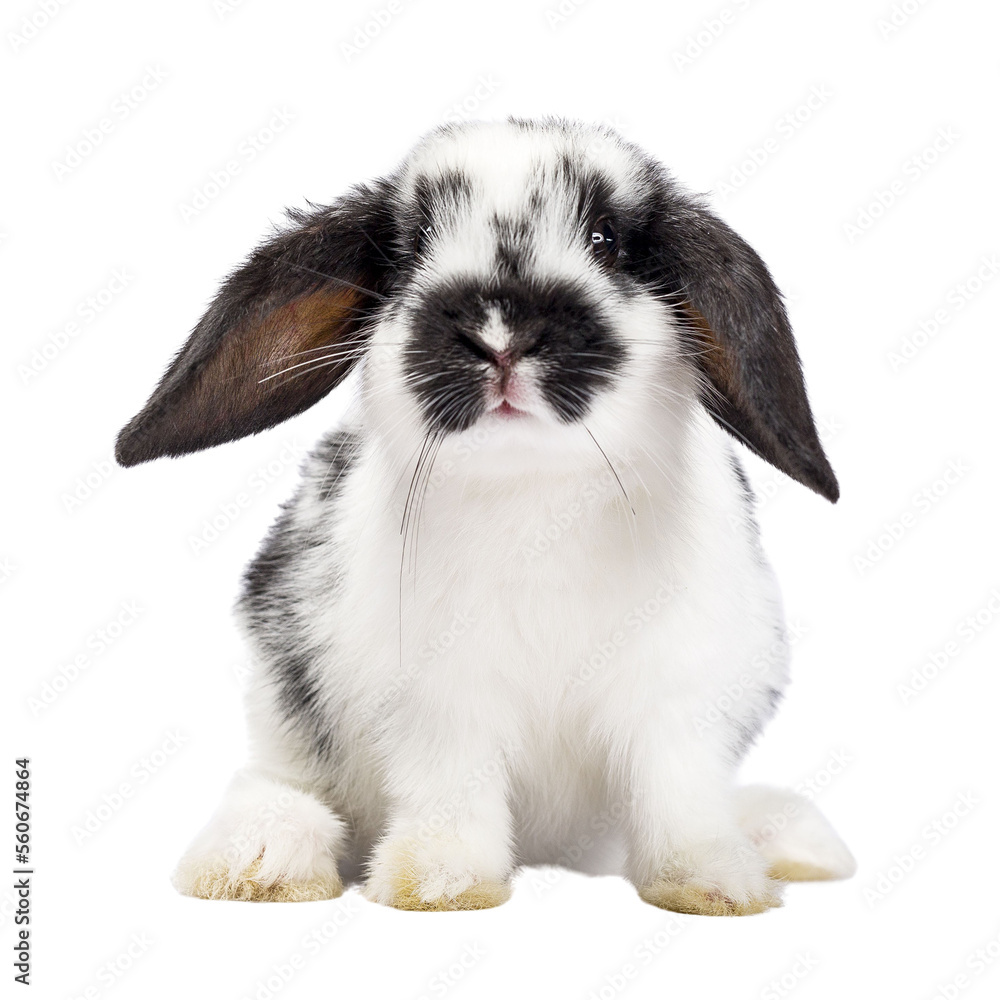 Cute black and white baby rabbit, sitting up facing front. Looking ...