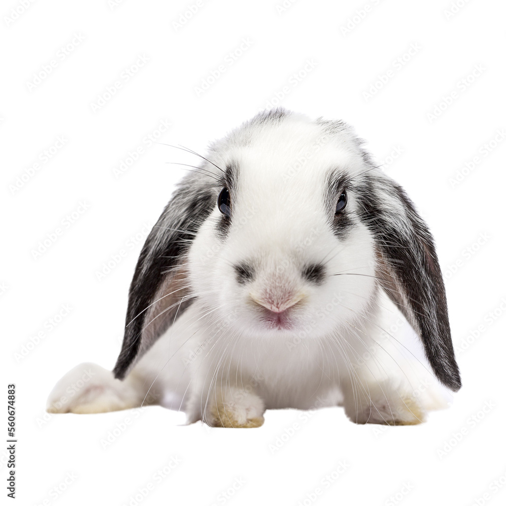 Cute black and white baby rabbit, sitting up facing front. Looking ...