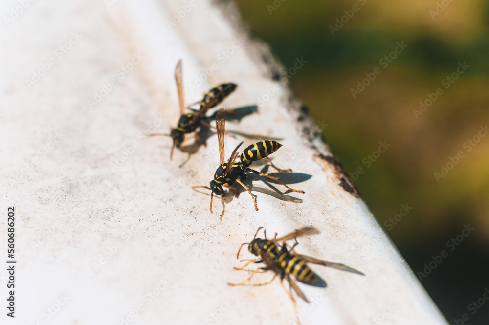 Little wasps sit on dirty white metal in nature and eat and drink water ...