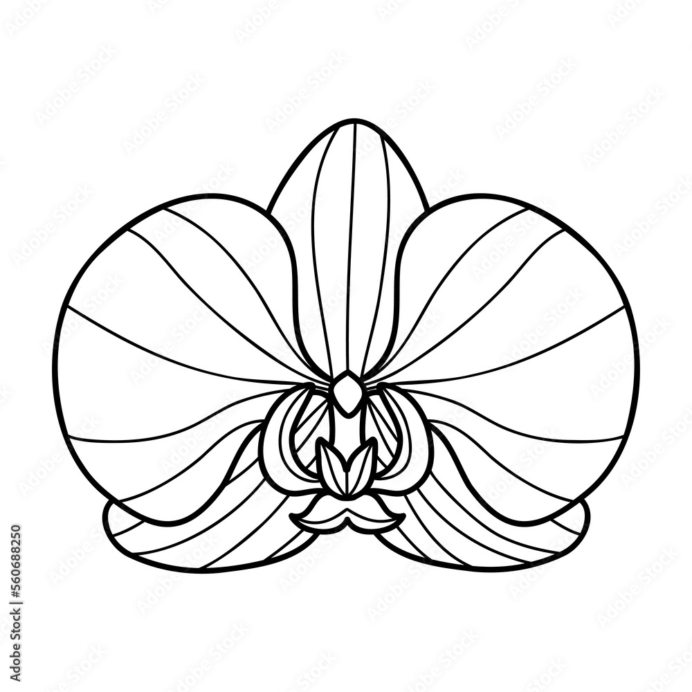 Orchid flower. Hand drawn doodle plant. Coloring page. Simple drawing ...