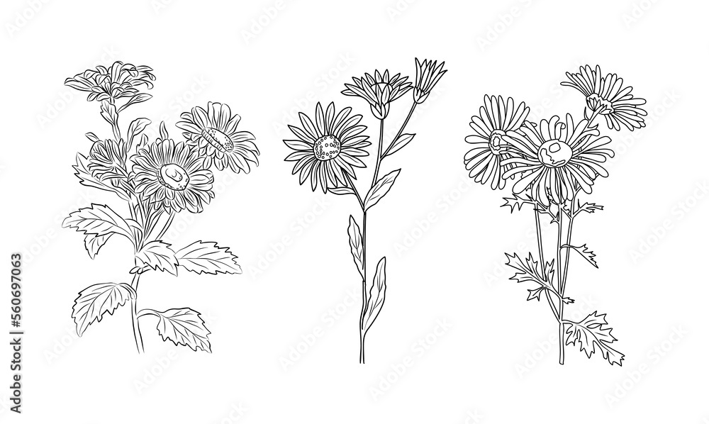Birth month flower line art vector illustrations set isolated on white ...