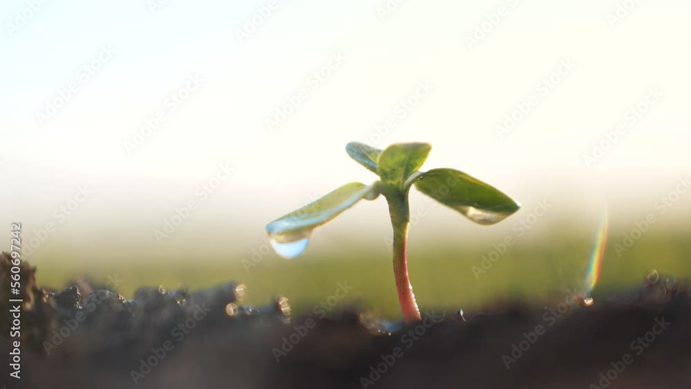 Agriculture. A farmer hand water green sprout. Green seedling in soil ...