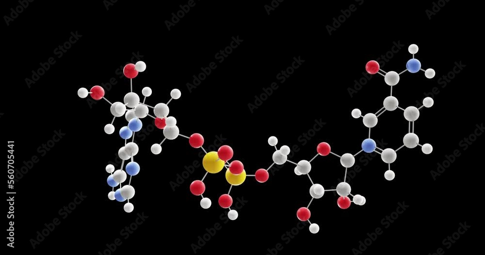 NAD+ molecule, rotating 3D model of Nicotinamide adenine dinucleotide ...