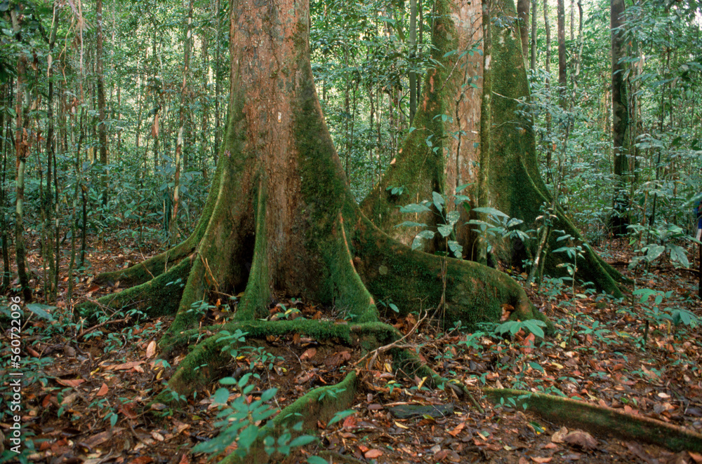Rain forest floor, Kalimantan, Indonesia. Stock Photo | Adobe Stock