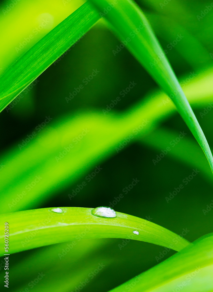 leaf with drops of water,photo of rain drops falling from a leaf. foto ...