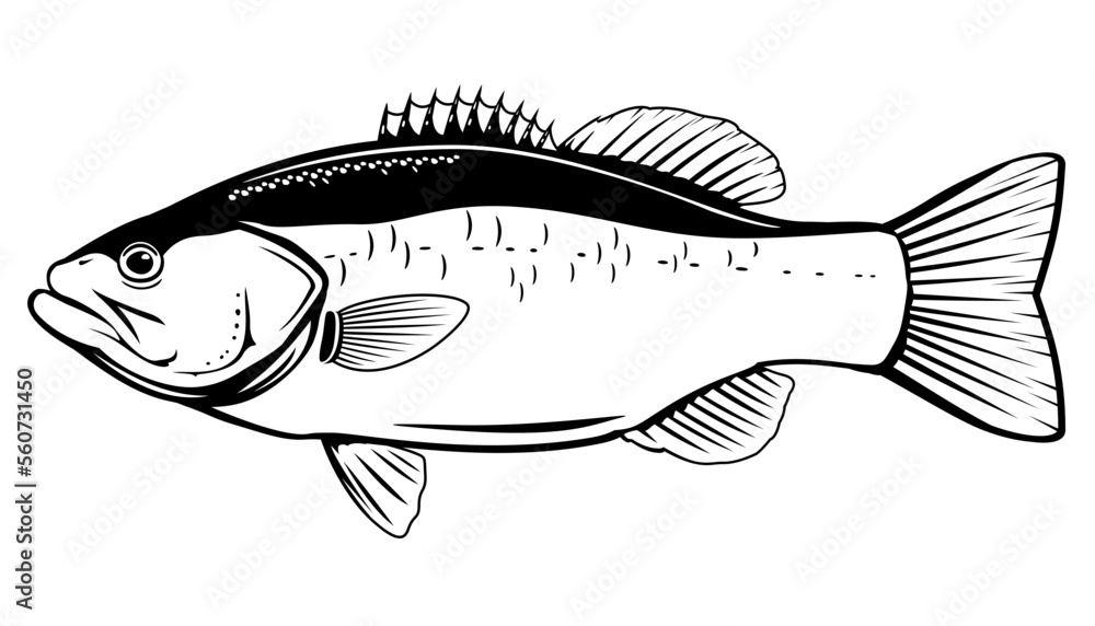 Largemouth bass fish in side view in black and white color, isolated ...