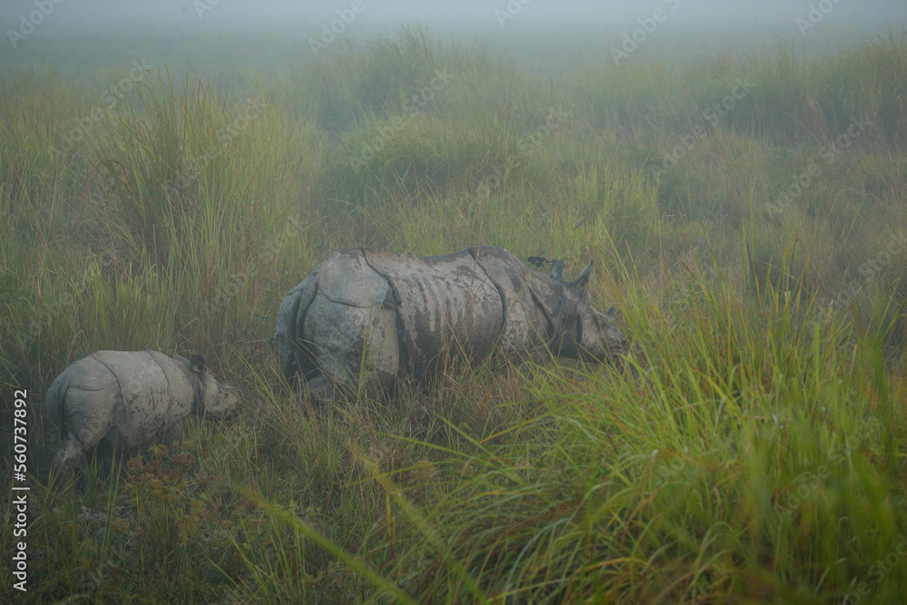Endangered indian rhinoceros in the nature habitat of Kaziranga ...