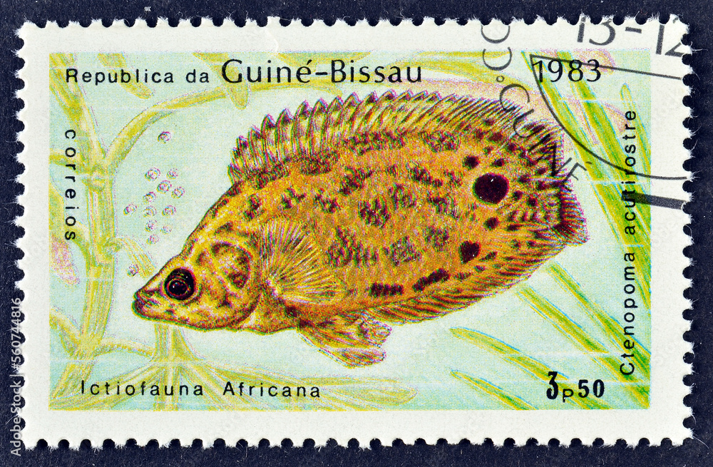 Spotted Climbing Perch