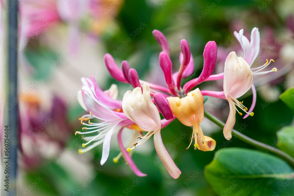 A flower of climbing honeysuckle, Lonicera sp, with dark pink, cream ...