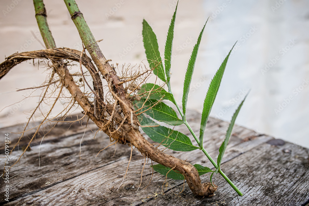 Root and leaf Sambucus ebulus, also known as danewort, dane weed ...