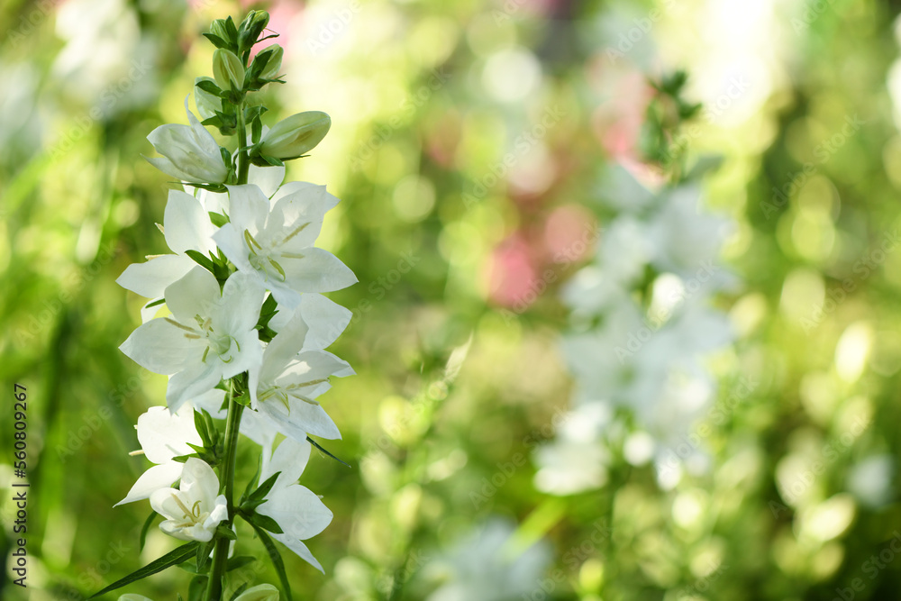 Campanula latifolia alba giant bellflower white plant. Is Latin for ...