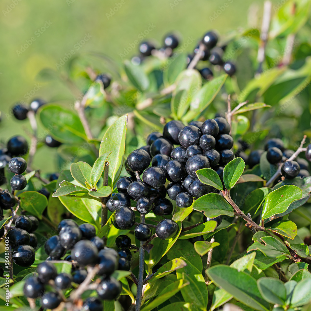 Beeren vom Liguster, Ligustrum vulgare foto de Stock | Adobe Stock