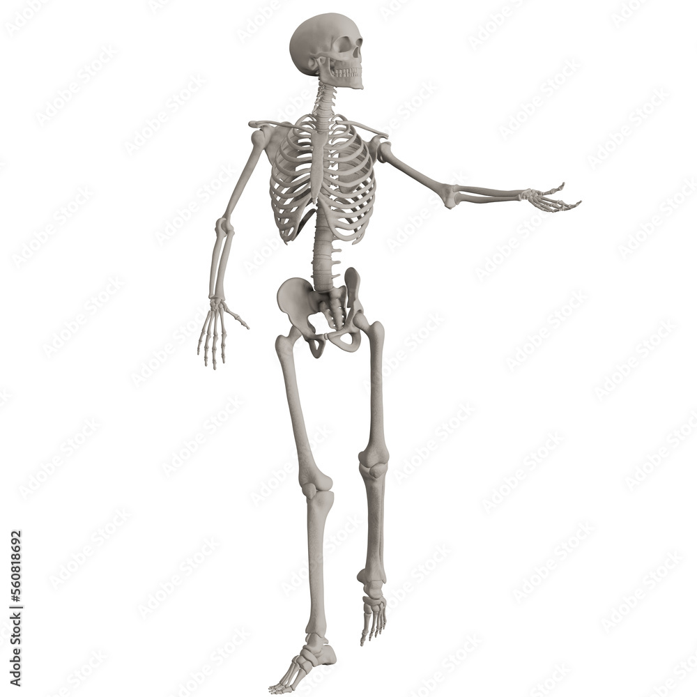 skeleton posing 3d render illustration with transparent background ...