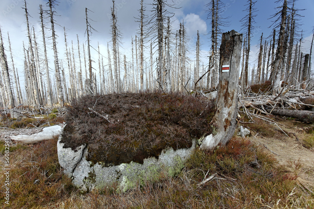 Devasted forest in caues of bark beetle infestation. Sumava National ...