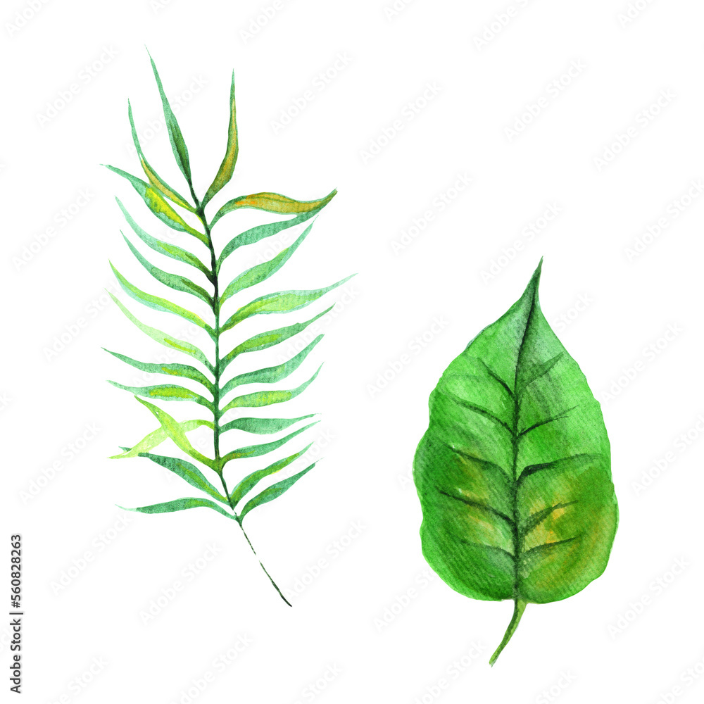 Watercolor tropical leaves isolated on white background. Stock ...