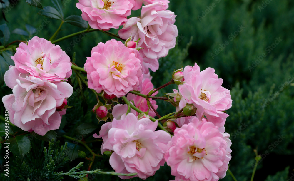 Groundcover rose, creeping pink Satina from Tantau against a background ...