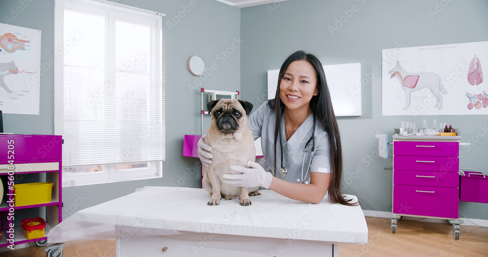 Chinese female veterinarian embracing calm pug dog after examination at ...