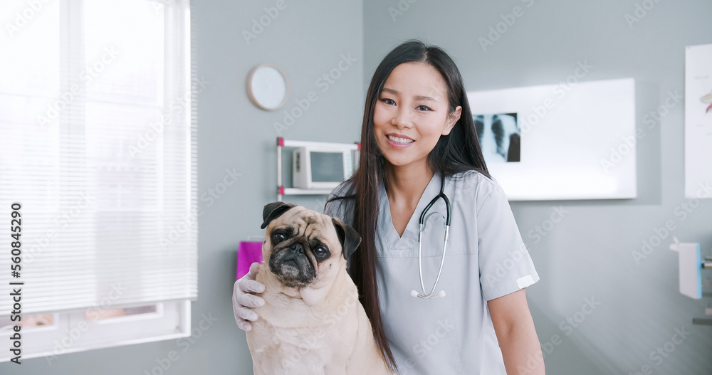 Foto de Young beaming female veterinarian embracing calm pug dog after ...
