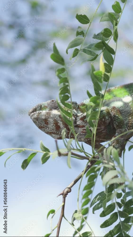 Vertical video, Green chameleon sits on thin branch of tree among green ...