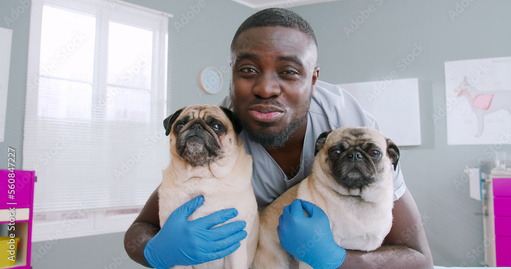 Cheerful african american male veterinarian enjoying time with pug dogs ...