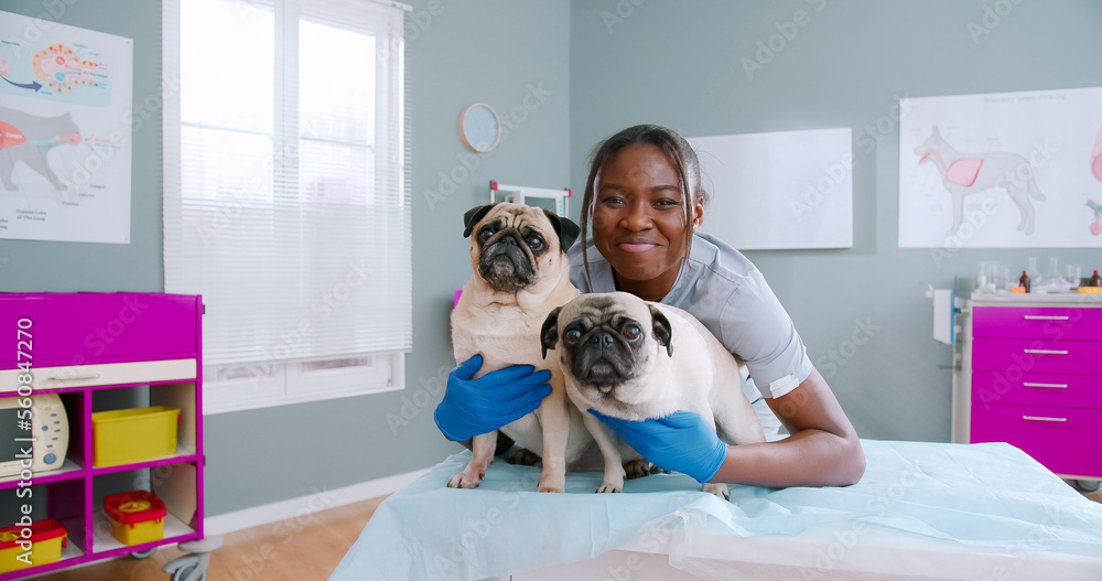 Cheerful african american female veterinarian enjoying time with pug ...