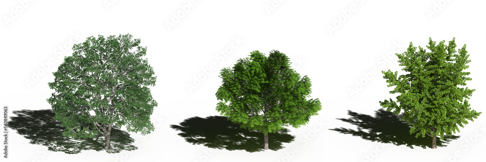 large tree with a shadow under it, isolated on a transparent background ...