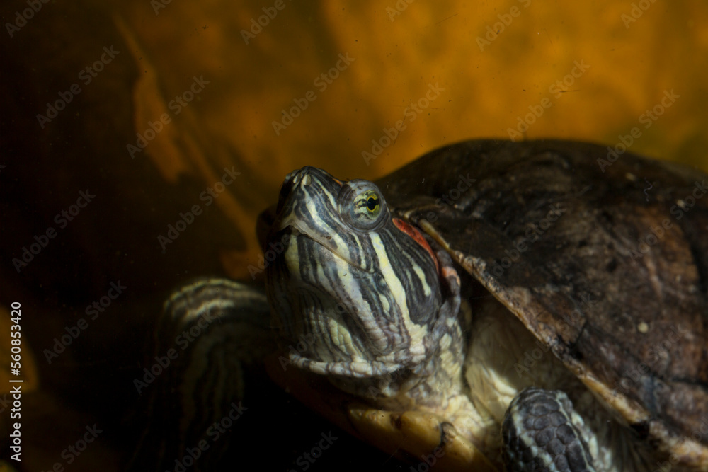 Red-eared terrapin (Trachemys scripta elegans) is a subspecies of the ...